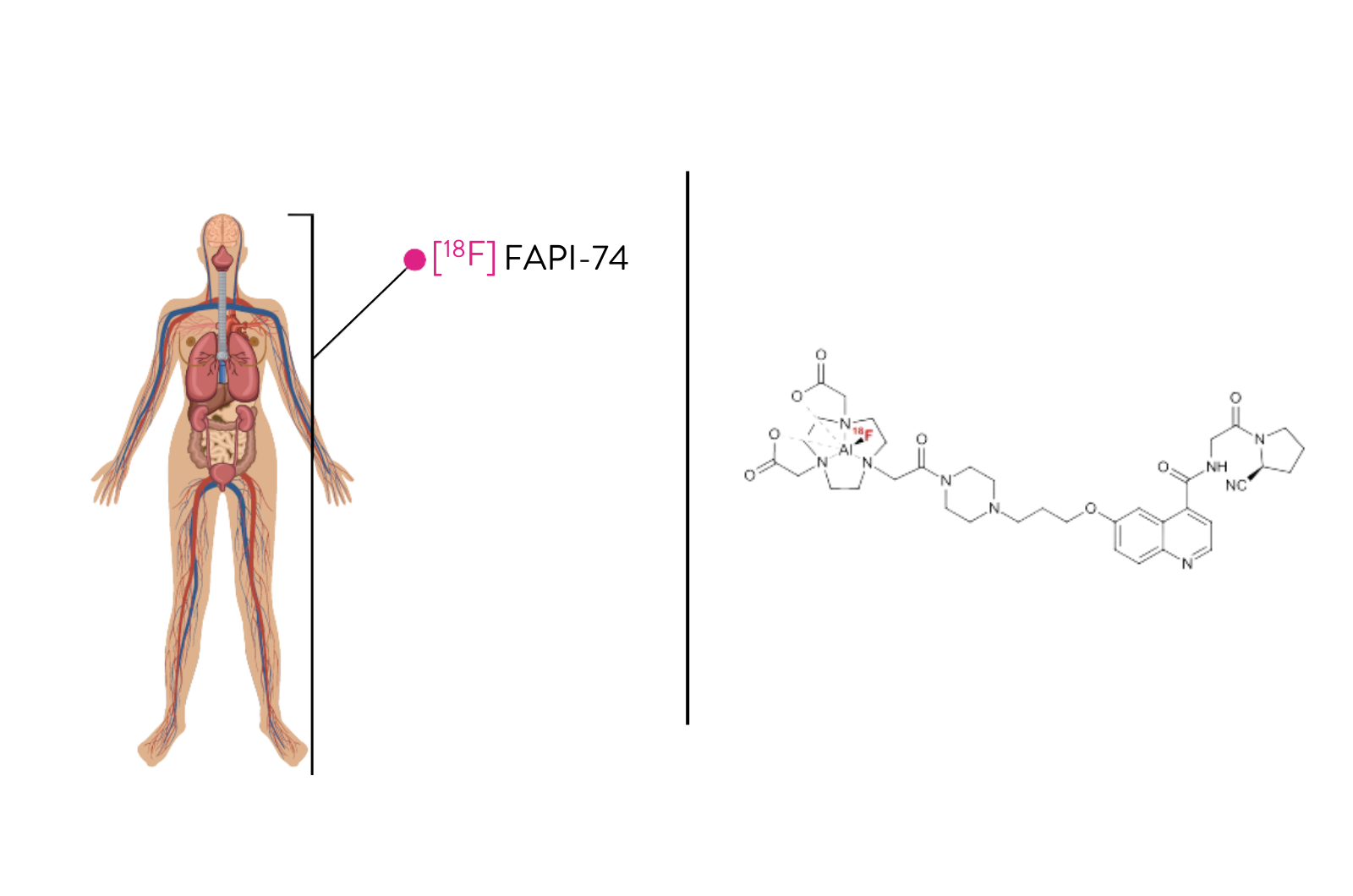 [18F]FAPI-74 | Trasis